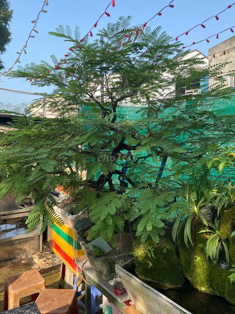 Cây me Bonsai - 129929507