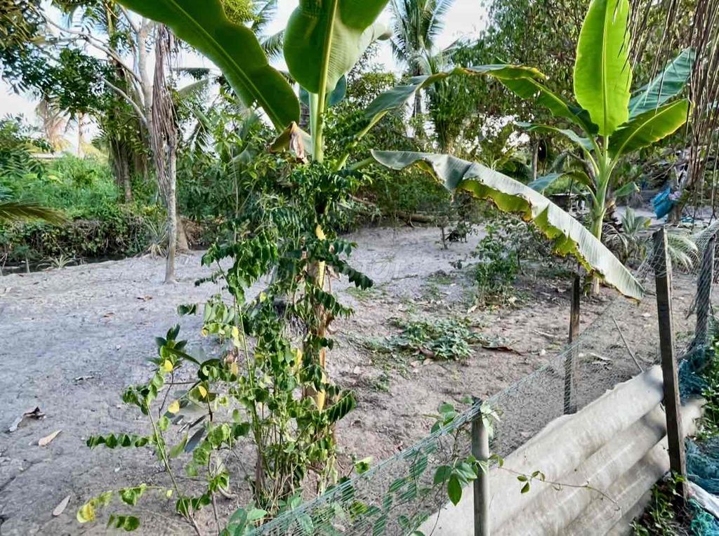 Cần bán đất vườn trồng cây lâu năm – vị trí đẹp tại Mỹ Tho 🌱 👉 Diện t ...