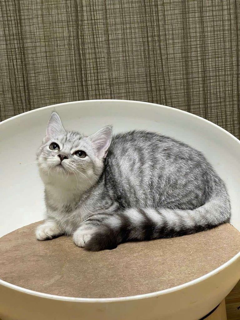 Mèo Munchkin chân ngắn nhà trồng - 129759180