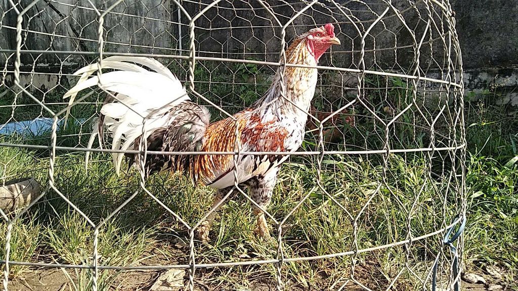 Cú Bông 3,9 Kg Chân Vuông - 130018776