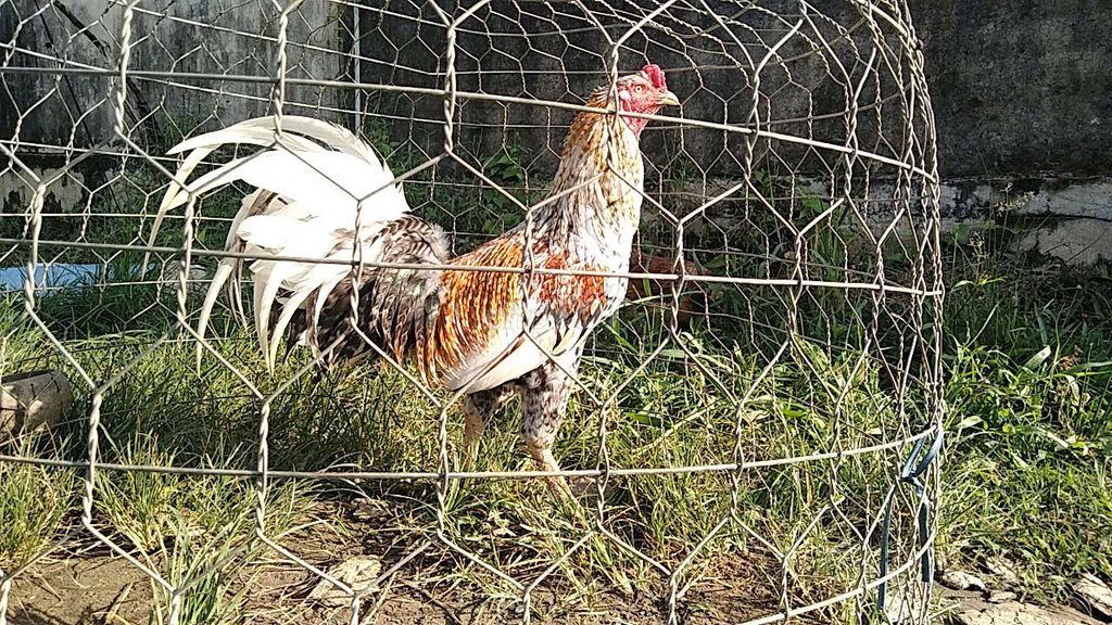 Cú Bông 3,9 Kg Chân Vuông - 130018776