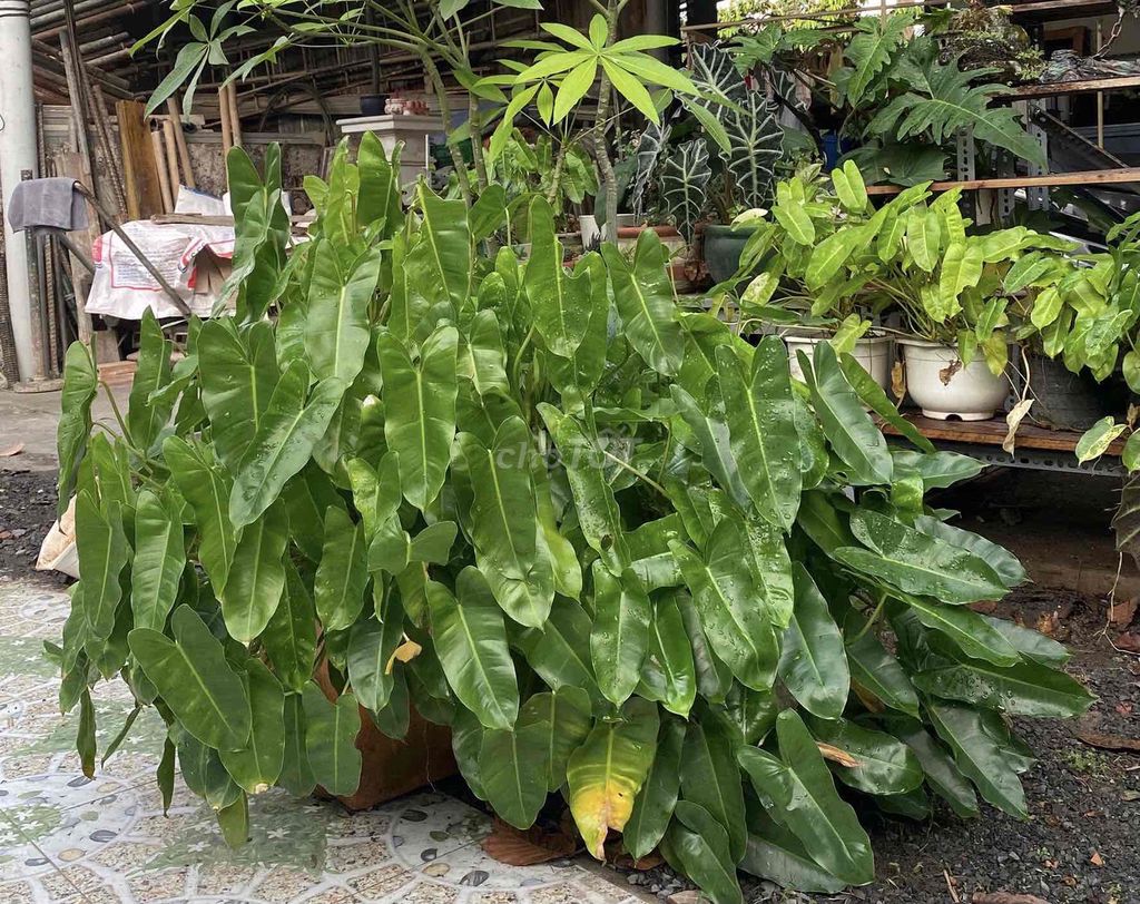 Cây cảnh Trầu bà tỷ phú thanh lý - 129379699