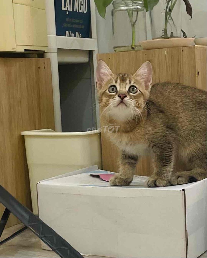 các bé mèo cute - 129081941