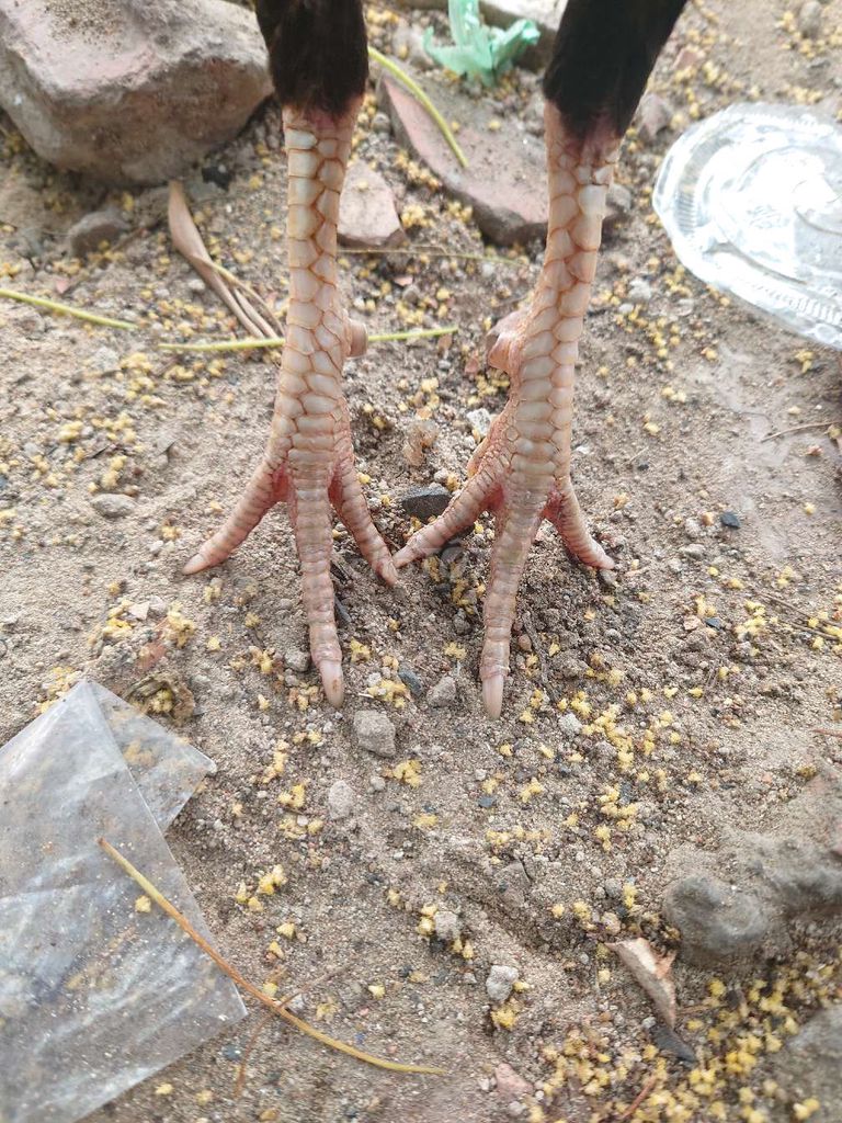 Gà tre lai rừng 1kg rất đẹp - 130026906